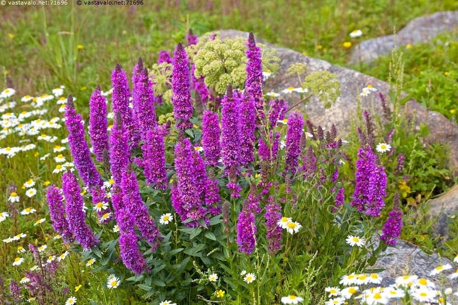 Kuva: Saariston "kukkaistutus" - rantakukka Lythrum salicaria punainen ...