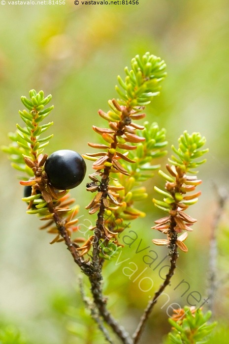Kuva: Variksenmarja - variksenmarja Empetrum nigrum kasvi kukka ...