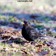 Kuva: Mustarastas - Turdus merula katse katsoa lintu mustarastas naaras ...