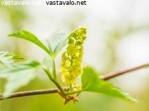 Kuva: Taikinamarja - Ribes alpinum kasvi kevät kukassa kukat kukka ...