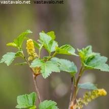 Kuva: Taikinamarja - Ribes alpinum kasvi kevät kukassa kukat kukka ...