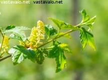 Kuva: Taikinamarja - Ribes alpinum kasvi kevät kukassa kukat kukka ...