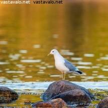 Kuva: Pesintätouhut - kalalokki lintu Larus canus common mew gull pari ...