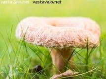 Kuva: Karvarouskut - Lactarius torminosus heltat heltta jalka ...