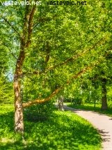 Hakutulokset - tuohituomi - Kuvapankki - Kuvatoimisto Vastavalo.net