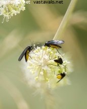 Kuva: Tuomaansääski - Angelica sylvestris Sciara thomae harmiton ...