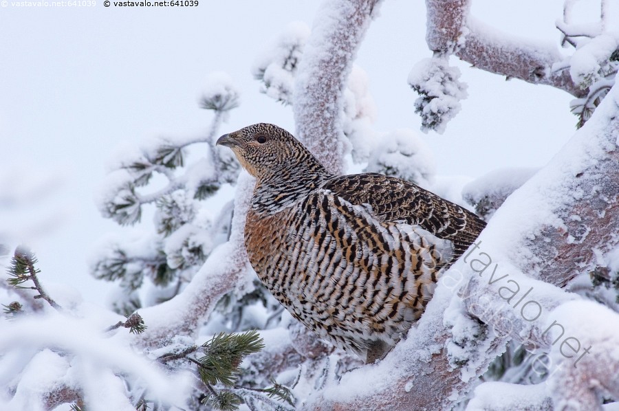 Kuva: Koppelo talvimetsässä - Tetrao urogallus kanalintu koppelo lintu ...