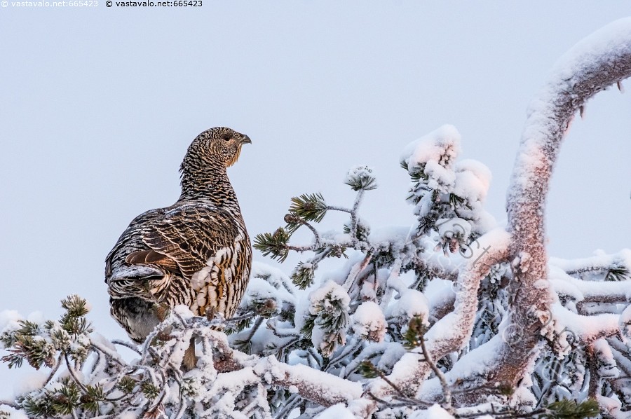 Kuva: Koppelo talvimetsässä - Tetrao urogallus kanalintu koppelo lintu ...