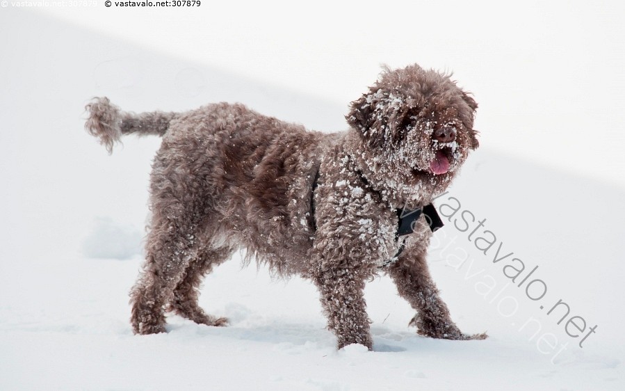Kuva: Lagotto Romagnolo - Lagotto Romagnolo vesikoira talvi talvella ...
