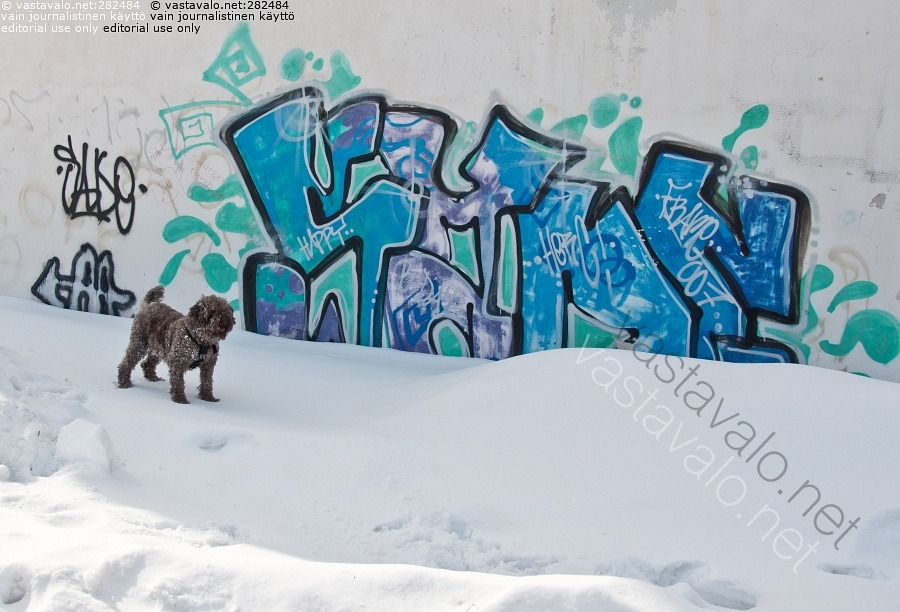 Kuva: Pieni koira - koira lagotto romagnolo italian vesikoira ...