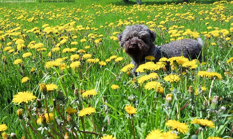 Kuva: Kesäinen päivä - koira vesikoira lagotto romagnolo voikukat ...