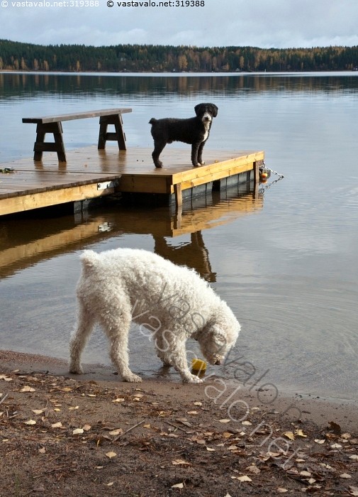 Kuva: Vesikoirat veden äärellä - espanjan vesikoira kiharakarvainen ...
