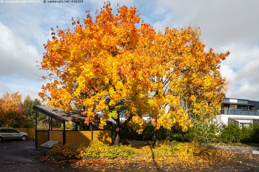 Kuva: Pihavaahtera syksyllä - värikäs vaahtera Acer platanoides puu ...