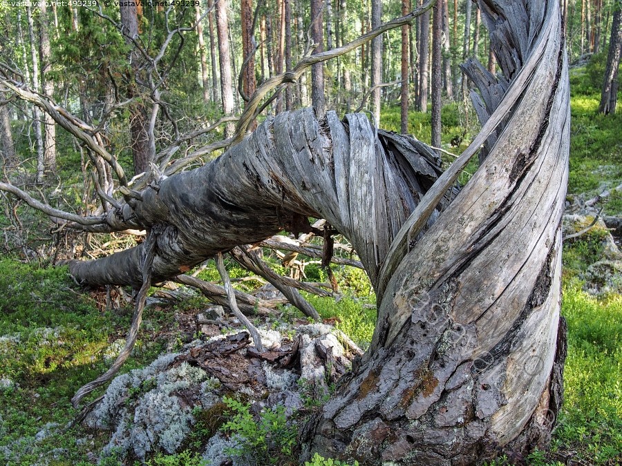 Kuva: Kaatunut kelo - kelo kuivunut vanha puu honka kuoreton kaatunut ...