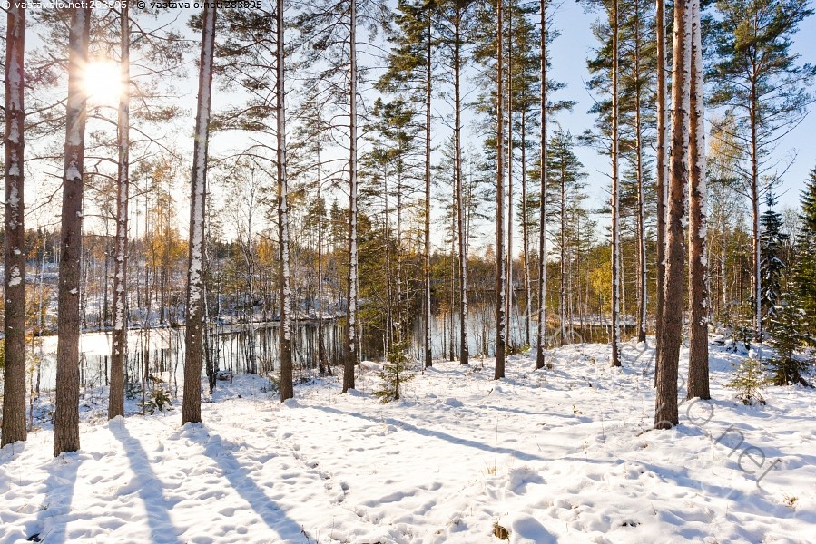 Kuva: Syksyn ensilumi - metsämaisema syksy ensilumi talvinen lumi ...