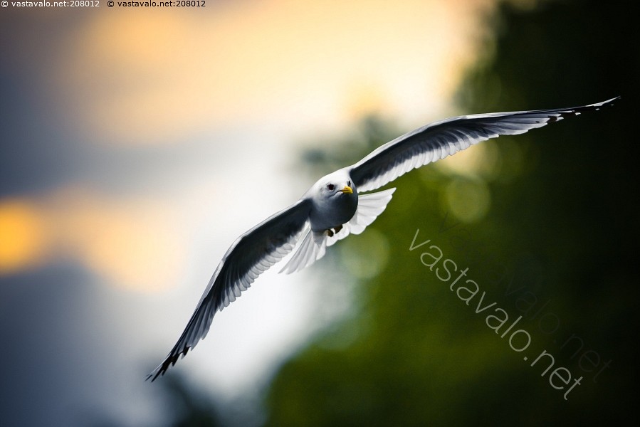 Kuva: Kalalokki - kalalokki larus canus lokki lokit lintu lentää lento ...