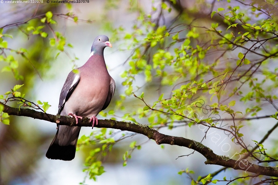 Kuva: Sepelkyyhky - Sepelkyyhky Columba palumbus oksalla oksa istua ...