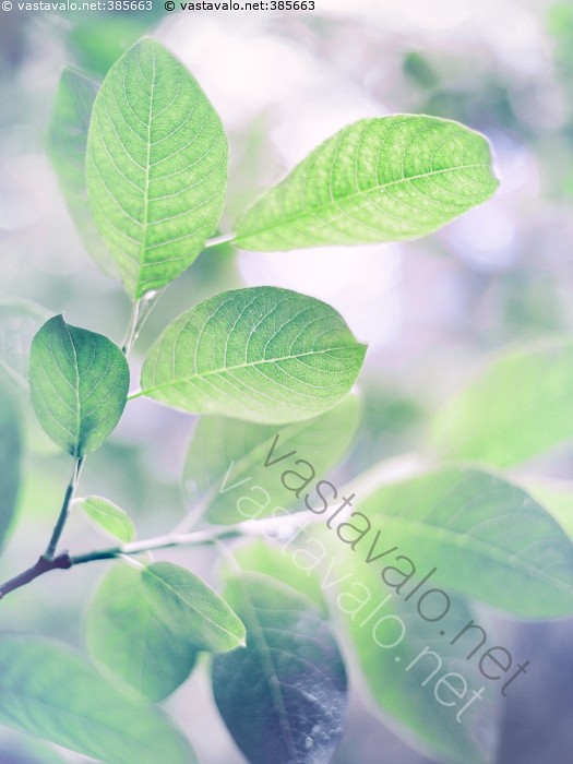 Kuva: Raidan lehvät - raita Salix caprea lehti lehvät paju oksa oksat ...