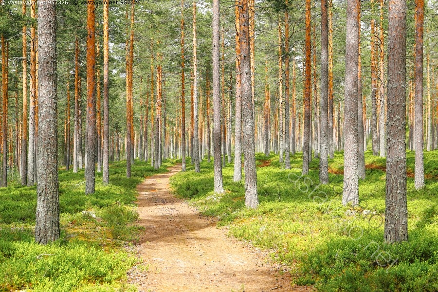 Kuva: Rokansaaren virkistysalueen metsää - Rokansaari virkistysalue ...