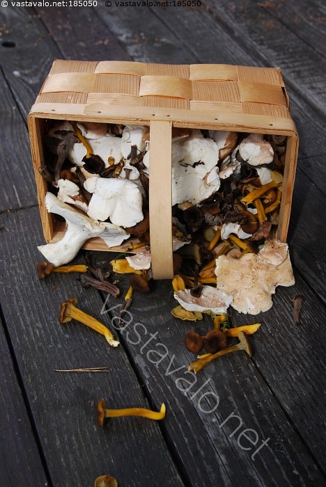 Kuva: Sienikori nurin - sieni kori sienikori kaatunut sieniä ...