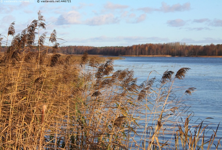 Kuva: Syksyinen ruovikko - syksy järvi järviruoko ruoko ruovikko ...
