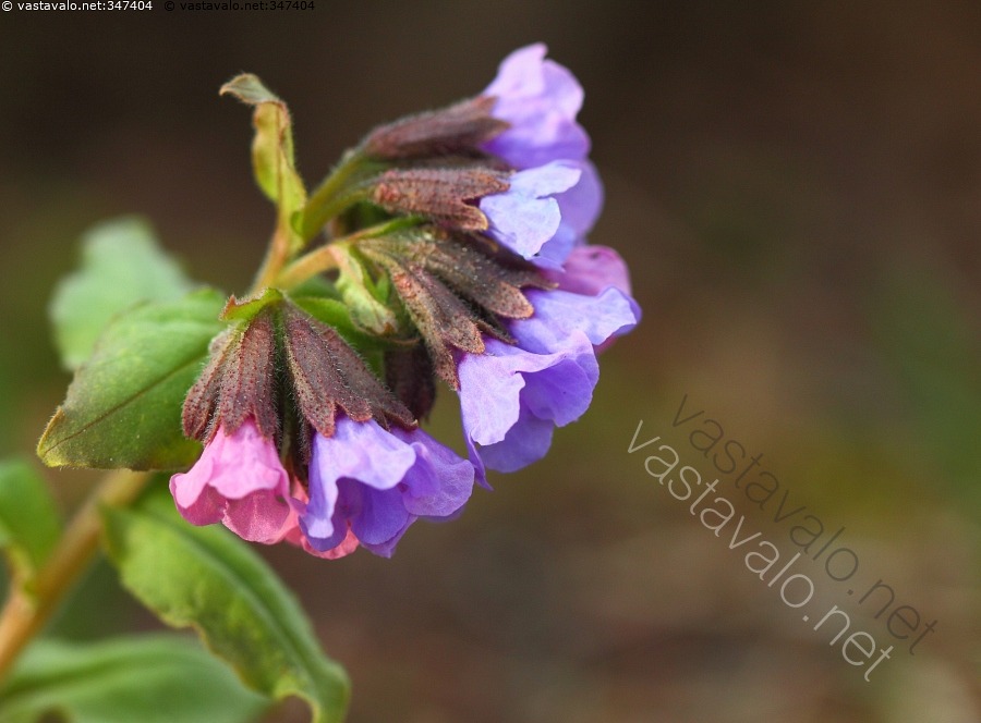 Kuva: Imikän kukat - imikkä pulmonaria obscura lehtoimikkä kukka kukat ...