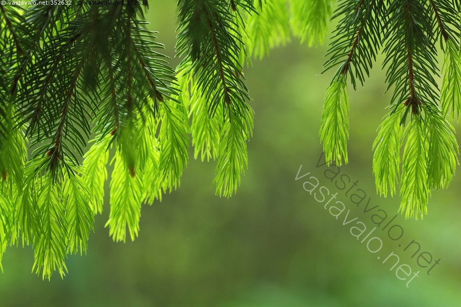 Kuva: Kuusen kerkät - kuusi puu havupuu kuusenkerkät kerkkä kerkät ...