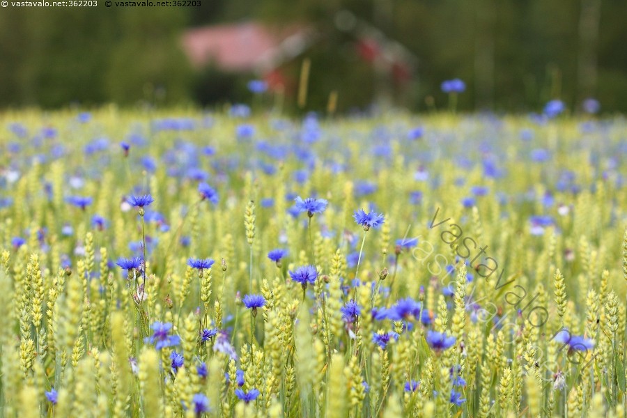 Kuva: Ruiskukkapelto - ruiskukkapelto maalaismaisema maaseutu pelto ...
