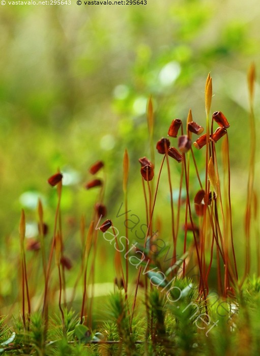 Kuva: Karhunsammal - karhunsammal lehtisammal sammal aluskasvillisuus ...