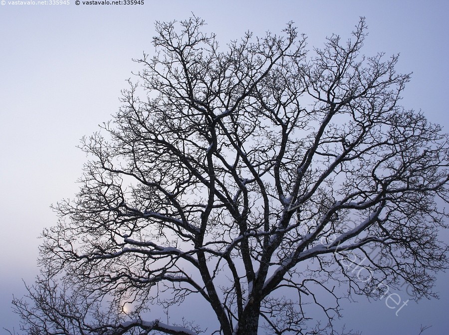 Kuva: Vaahteran oksat - vaahtera puu oksa oksat puunoksat oksisto runko ...