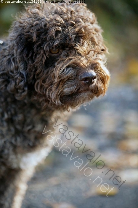 Kuva: Tuumailija - espanjanvesikoira koira lemmikki lemmikkieläin eläin ...