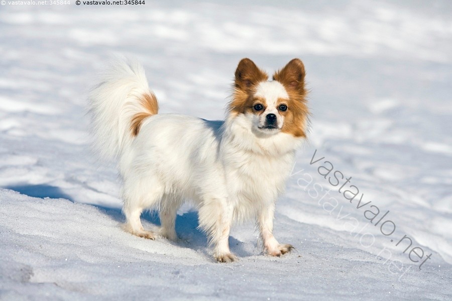 Kuva: Perhoskoira - koira lemmikki lemmikkieläin perhoskoira talvi ...