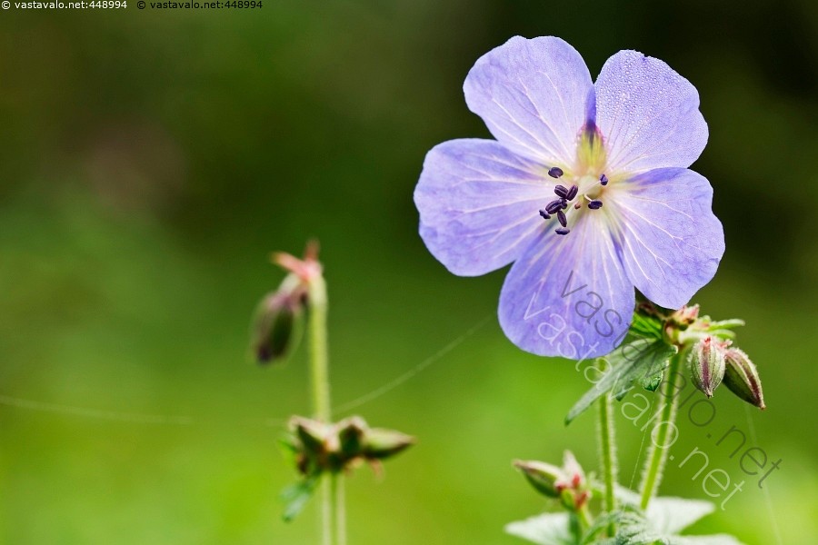 Kuva: Jalokurjenpolvi - jalokurjenpolvi kukka vaaleansininen sininen ...