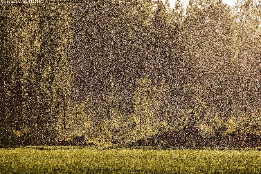 Kuva: Kaatosade - kaatosade sataa vettä sade vesisade vesi kesäsade ...