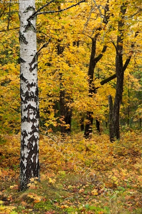 Kuva: Koivu ja vaahterat - koivu vaahtera vaahterat keltainen keltaisia ...