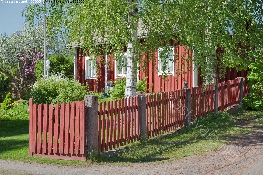 Kuva: Punainen aita ja talo - aita talo punainen koivu koivut koivuja ...