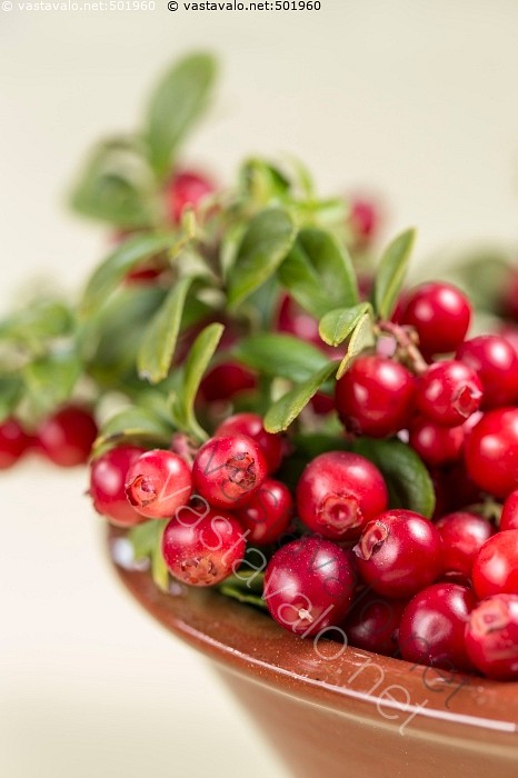 Kuva: Puolukoita saviruukussa - puolukka puolukat puolukoita syksy sato ...