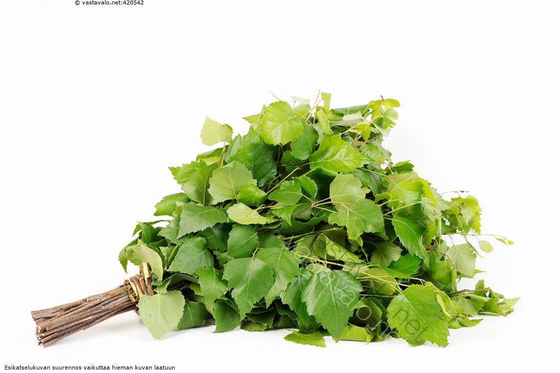 Kuva: Tuore vihta - vasta vihta saunavihta saunavasta koivuvihta ...