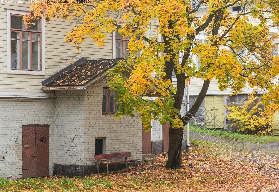 Kuva: Vaahtera pihalla - vaahtera lehti lehdet värikäs ruska oranssi ...