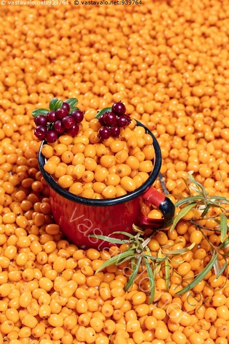 Kuva: Kypsiä marjoja - tyrni tyrnit tyrnimarja tyrnimarjat puolukka ...