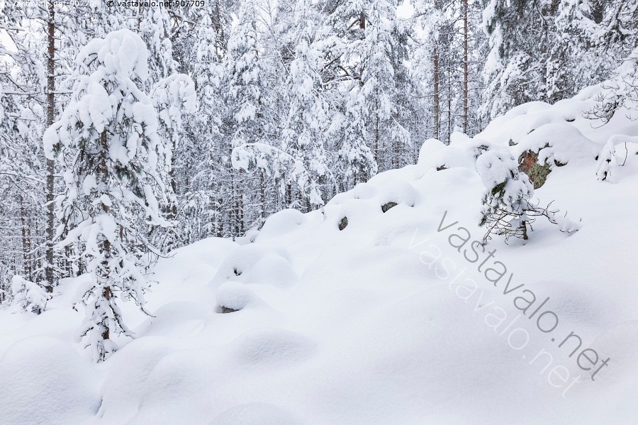 Kuva: Lumikumpareita rinteessä - kumpare lumikumpare rinne lumi luminen ...