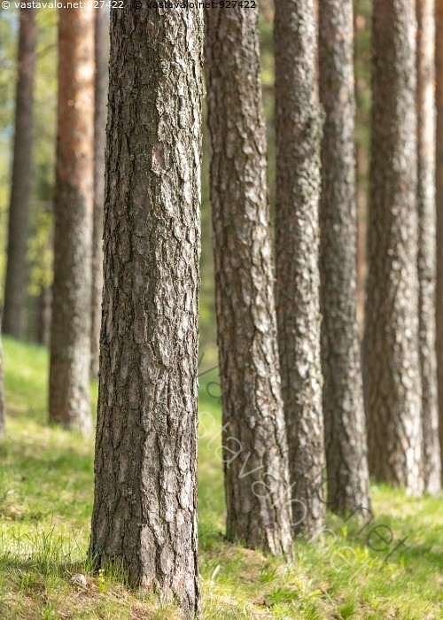 Kuva: Mäntyjä - mänty männyt mäntyjä mäntyrinne puu puut puita havupuu ...