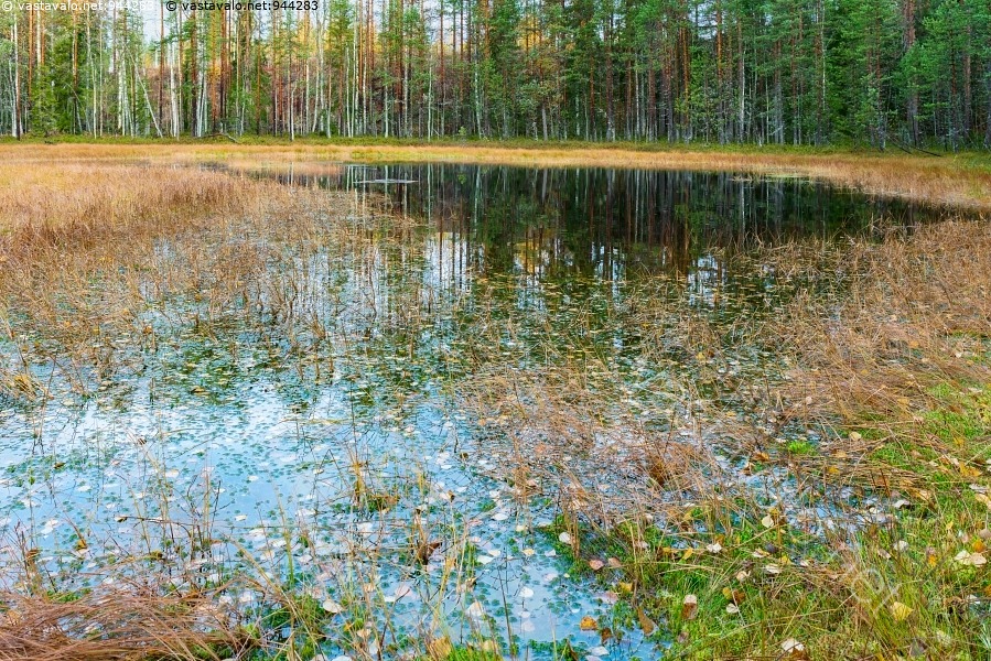 Kuva: Metsälampi - lampi lampare metsälampi upottava märkä vetinen vesi ...