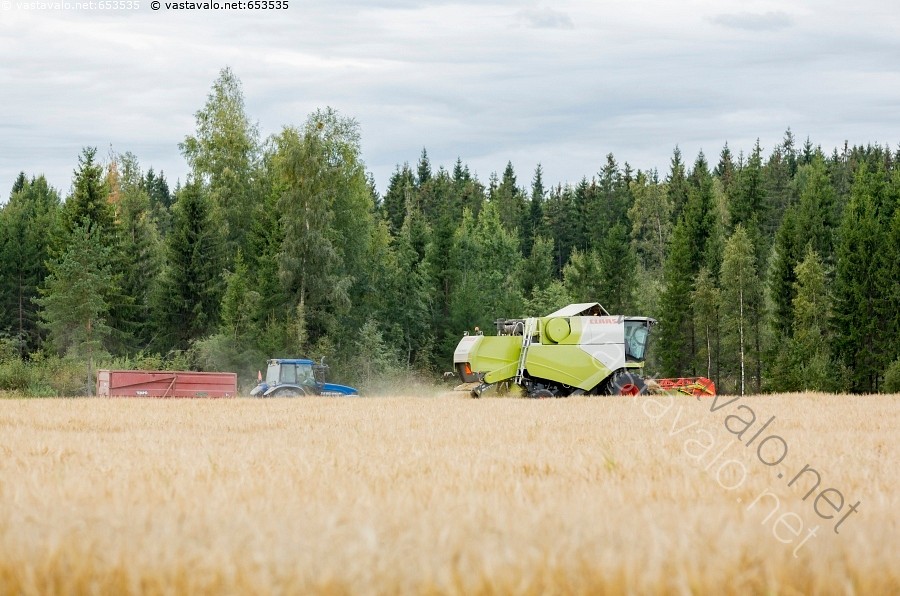 Kuva: Puimuri ja traktori - leikkuupuimuri puimuri traktori pelto ...