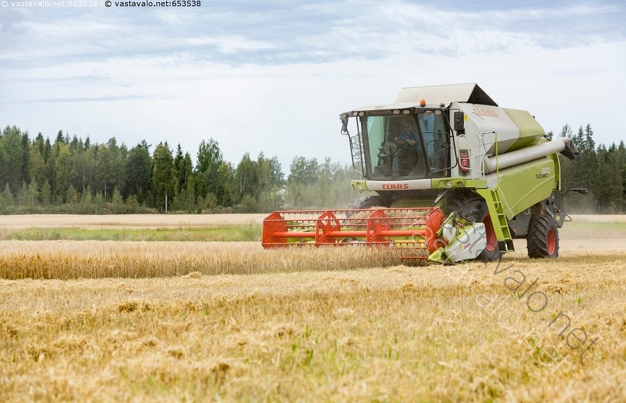 Kuva: Puimuri pellolla - leikkuupuimuri puimuri pelto viljapelto ruis ...