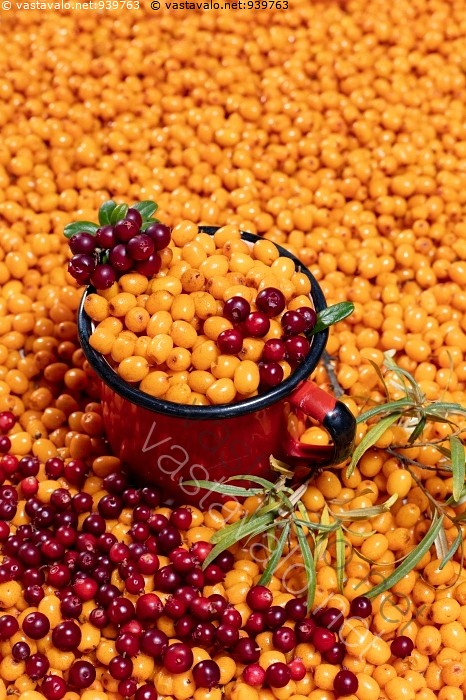 Kuva: Punaisia ja keltaisia marjoja - tyrni tyrnit tyrnimarja ...