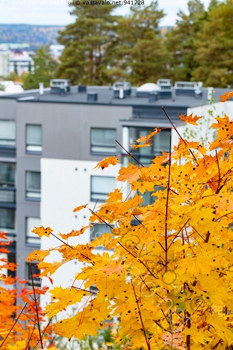 Kuva: Ruskaa kaupungissa - vaahtera värikäs ruska ruska-aika ...