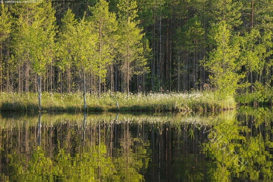 Kuva: Soistuva ranta - järvi ranta järvimaisema vesi kesä kesäinen ...