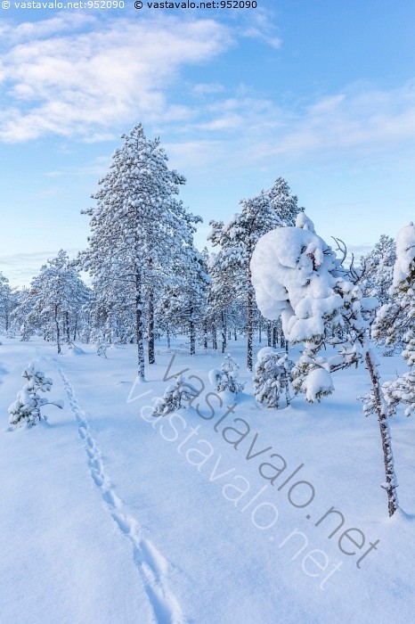 Kuva: Talvinen suo - talvimaisema Linnaistensuo lumijäljet ketun jälki ...