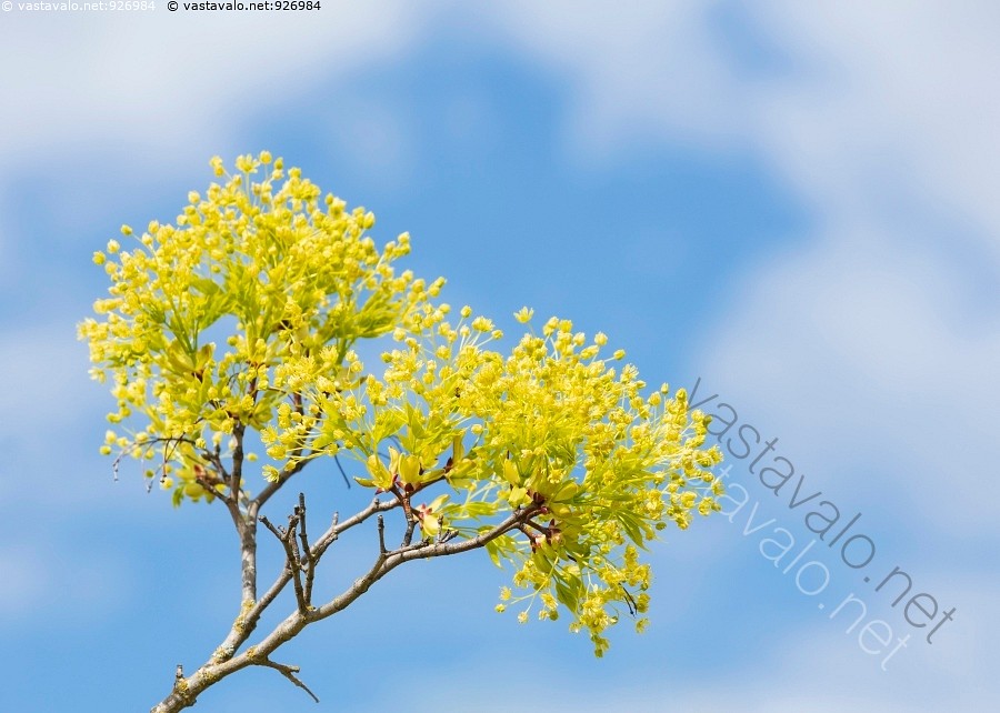 Kuva: Vaahtera keväällä - vaahtera kukkiva kukka kukinto Acer ...
